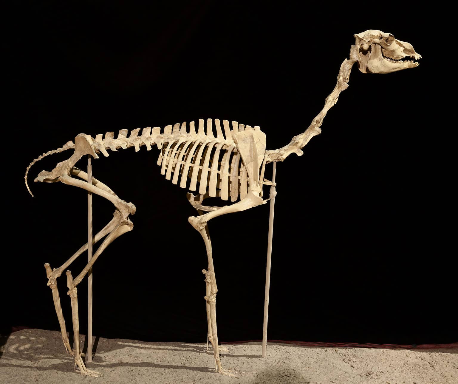 Dinosaurs That Lived in Nebraska (And Where to See Fossils Today) - A-Z ...