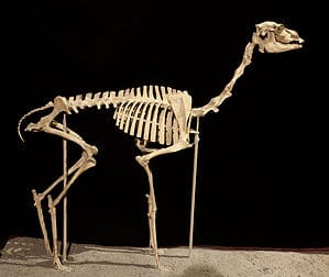 Dinosaurs That Lived in Nebraska (And Where to See Fossils Today) - A-Z ...