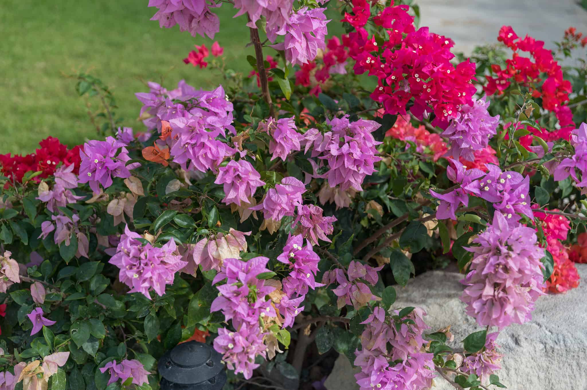 Discover the National Flower of the Dominican Republic: The Bayahibe ...