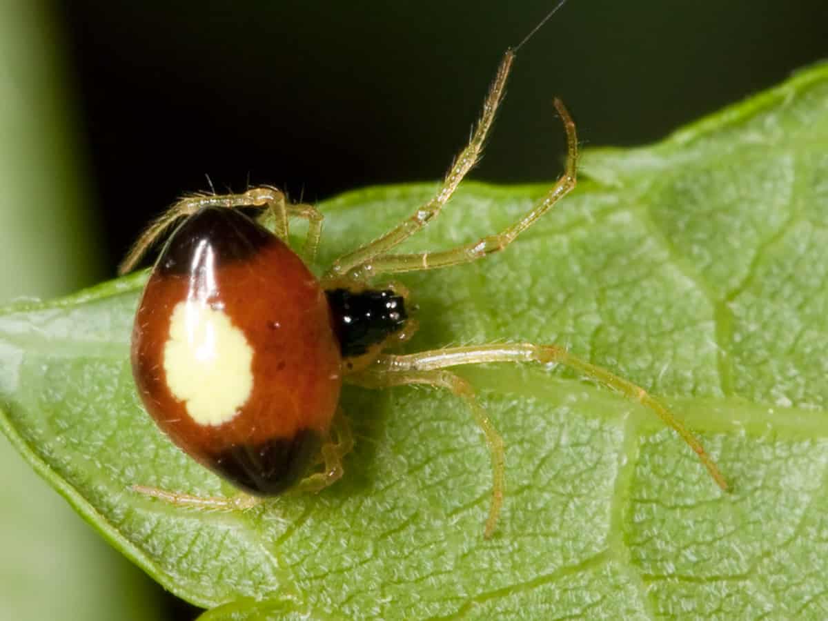 16 Black And Red Spiders (With Pictures Of Each) - A-Z Animals