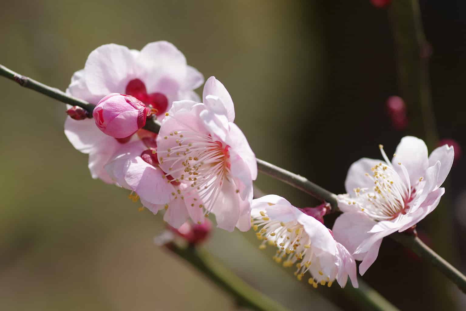 Discover the National Flower of Taiwan: The Plum Blossom - A-Z Animals