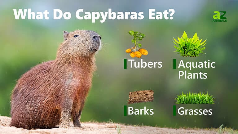 Capybara Animal Facts - Hydrochoerus hydrochaeris - A-Z Animals