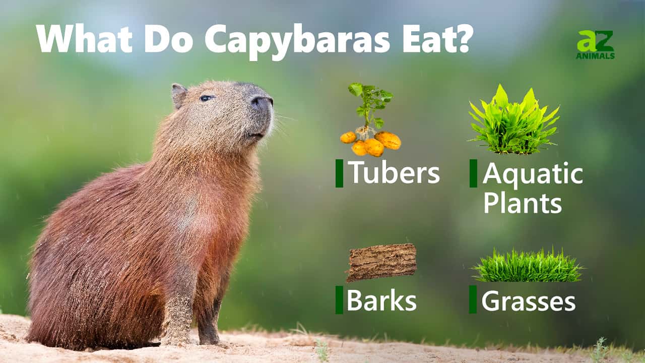 Capybara Animal Facts - Hydrochoerus hydrochaeris - A-Z Animals