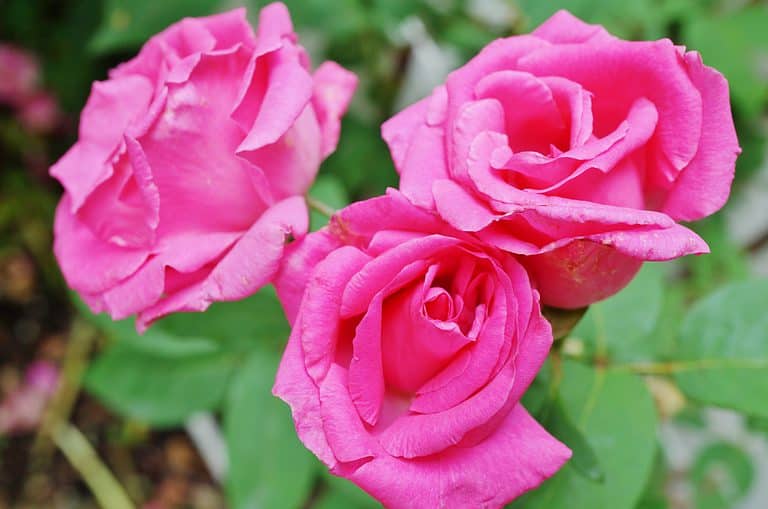 The Five Hardiest Roses to Grow In Kentucky