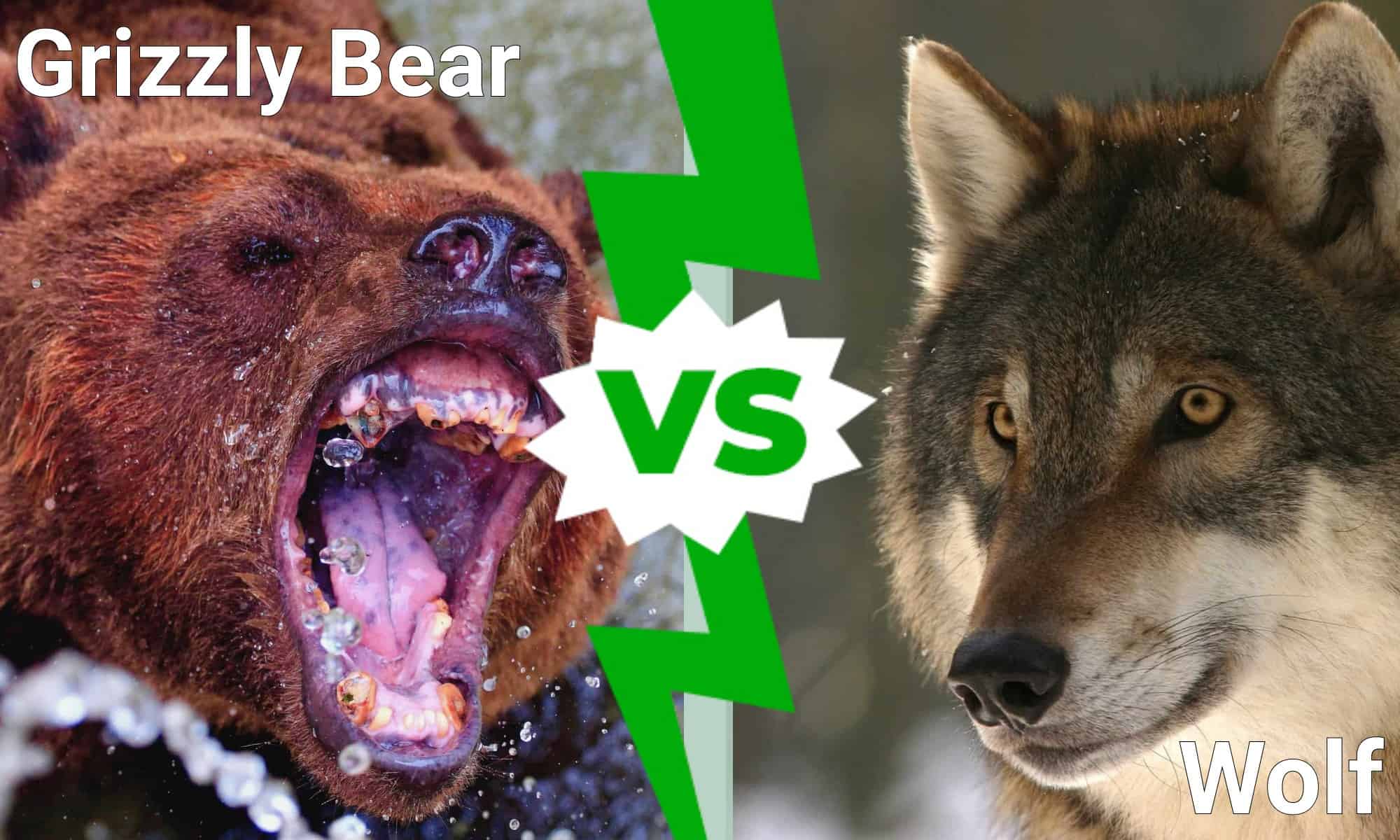 Watch a Grizzly Fend Off a Pack of Hungry Wolves - A-Z Animals