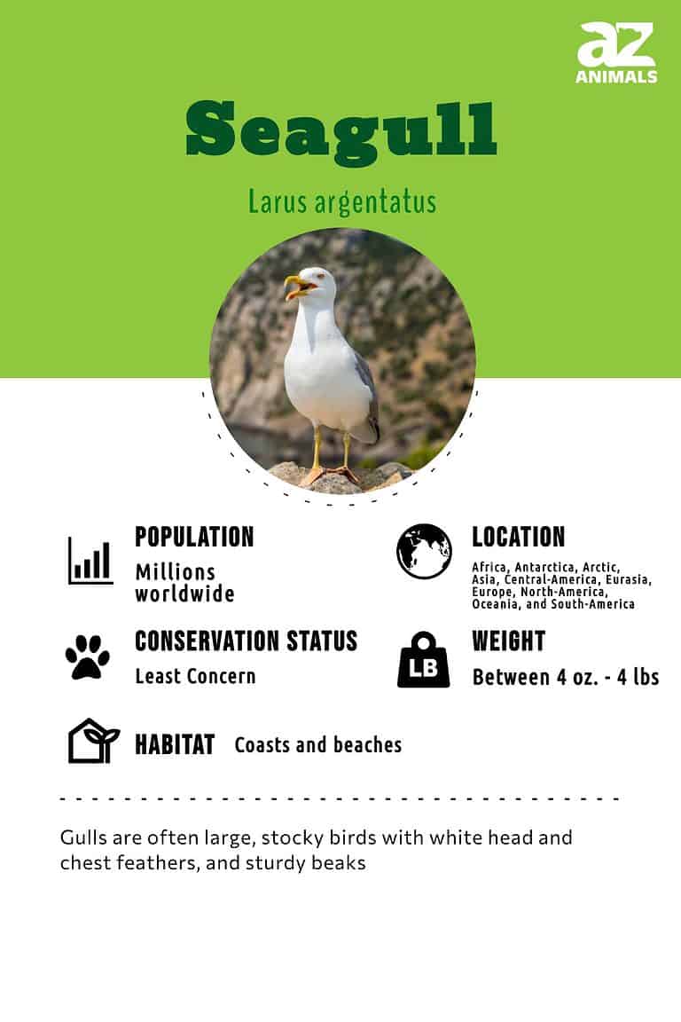 Seagull Bird Facts - Larus argentatus - A-Z Animals
