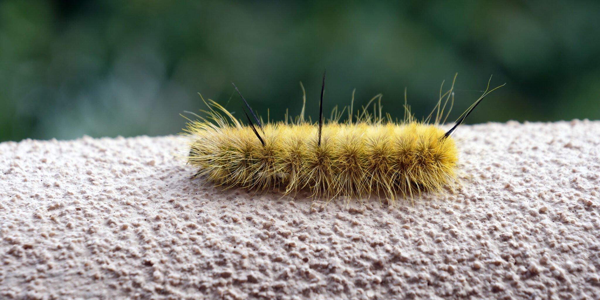 11 Caterpillars Found in Massachusetts (4 Are Poisonous) - A-Z Animals