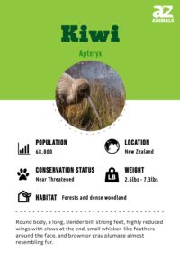 Kiwi Bird Facts - A-Z Animals
