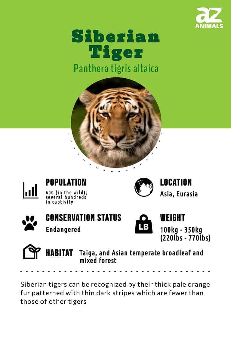 Siberian Tiger Animal Facts - Panthera tigris altaica - A-Z Animals