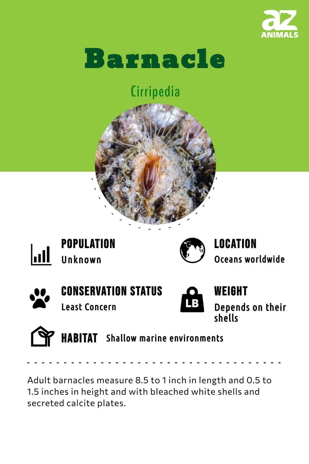 Barnacle Animal Facts - Cirripedia - A-Z Animals