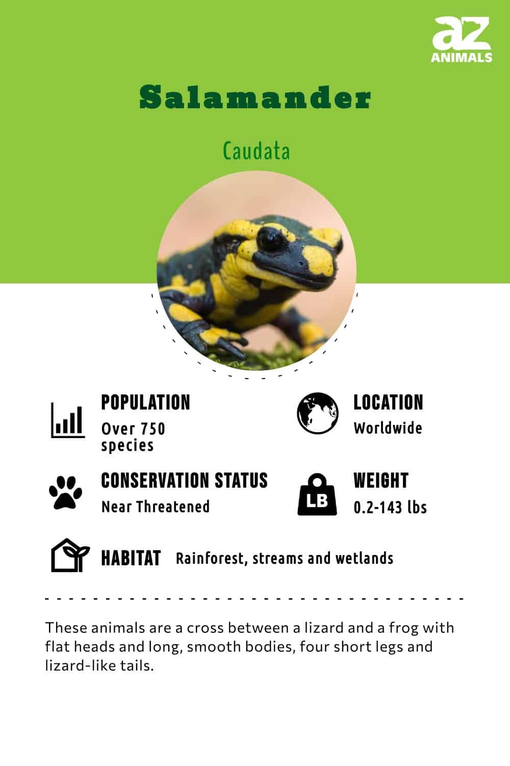 Salamander Animal Facts - Caudata - A-Z Animals
