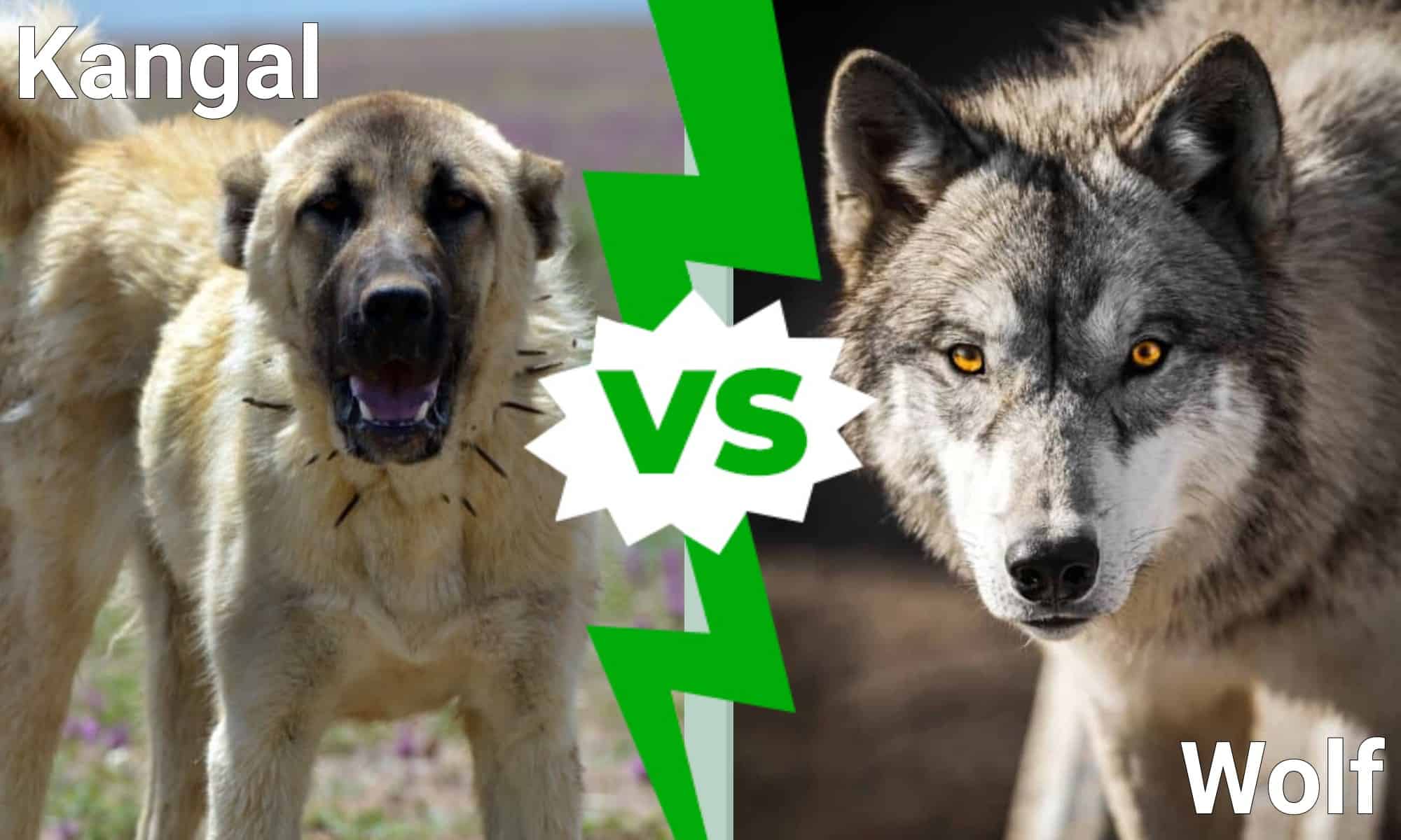 Kangal vs Cane Corso: What’s the Difference? - A-Z Animals