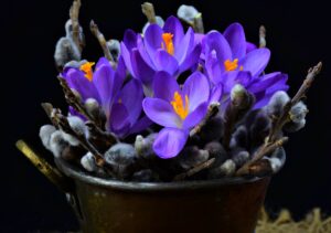 Crocus Bulbs: Varieties, How to Propagate, and Care Guide