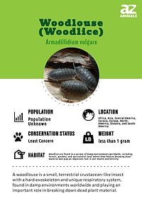 Woodlouse Animal Facts - Oniscidea - A-Z Animals