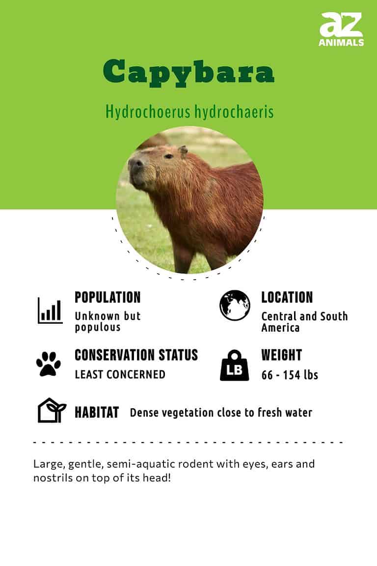Capybara Animal Facts - Hydrochoerus hydrochaeris - A-Z Animals