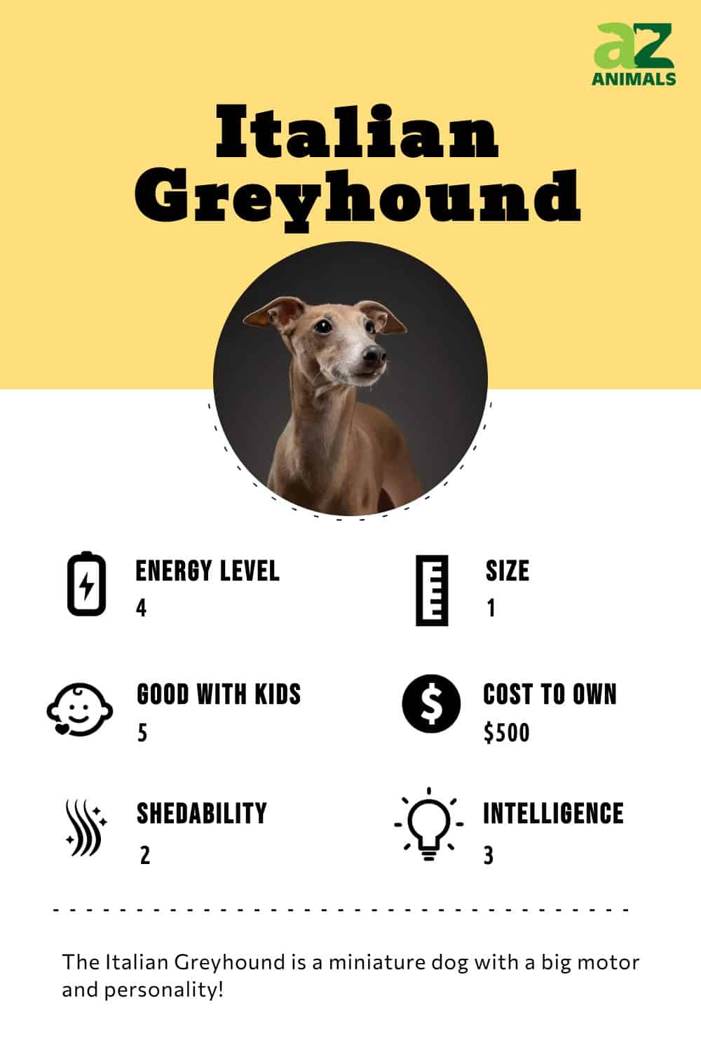 Italian Greyhound Animal Facts - Canis lupus familiaris - A-Z Animals