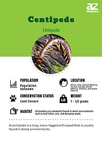 Centipede Animal Facts - Chilopoda - A-Z Animals