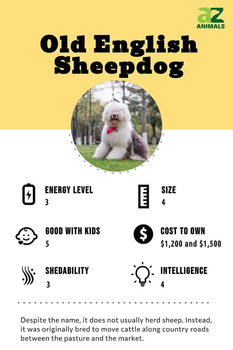 Old English Sheepdog Animal Facts - Canis lupus familiaris - A-Z Animals
