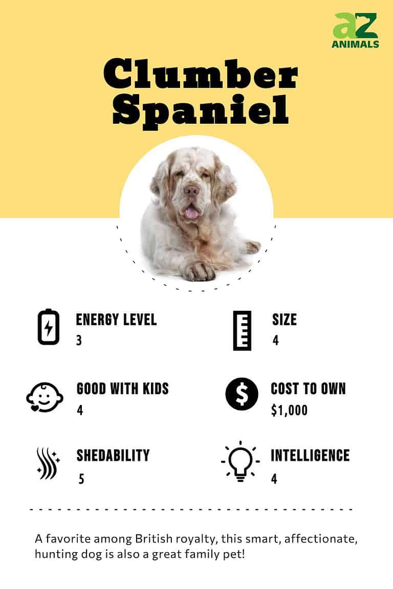 Clumber Spaniel Dog Breed Complete Guide - A-Z Animals