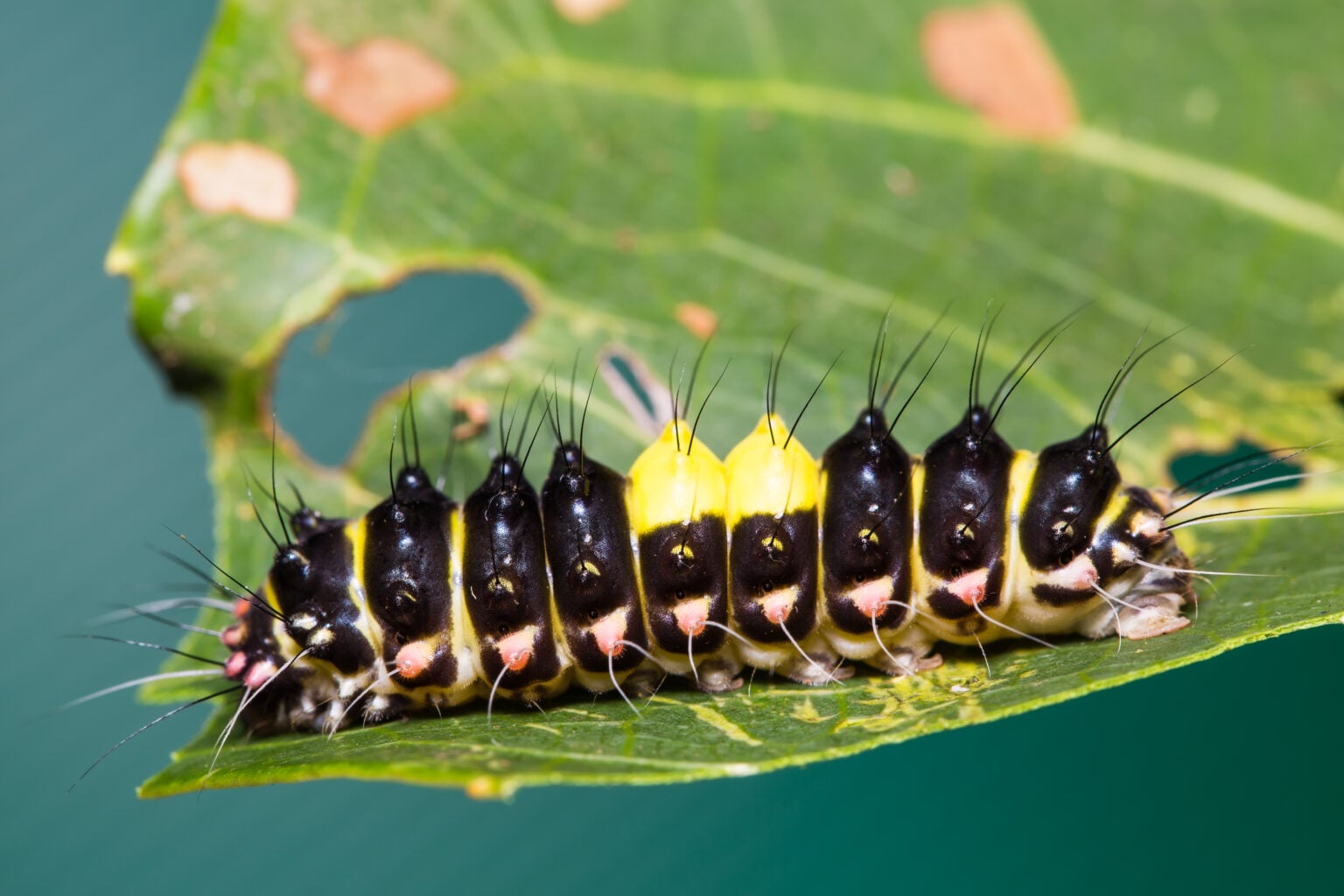 Black and Yellow Caterpillar: What Could It Be? - A-Z Animals