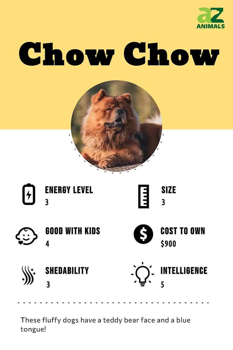 Chow Chow Dog Breed Complete Guide - A-Z Animals