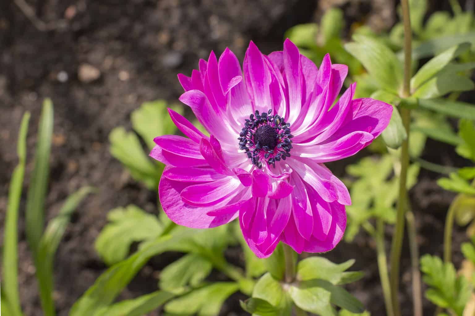 3 Types of Anemone Bulbs - A-Z Animals
