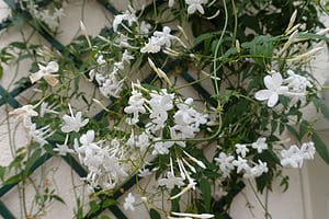 Discover The National Flower of Pakistan: Jasmine - A-Z Animals
