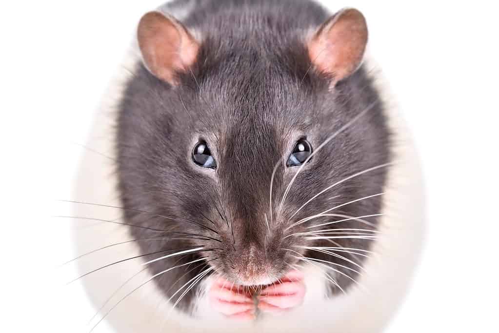 Dreaming Of Rats Discover The Spiritual Meaning And Interpretation A Dreaming Of Rats Discover The Spiritual Meaning And Interpretation A