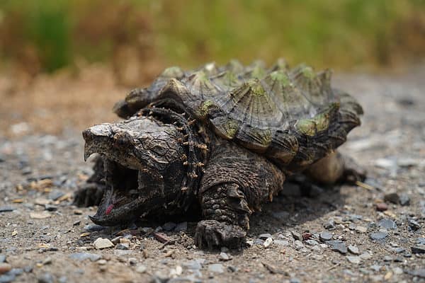 largest snapping turtle