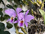 Discover the National Flower of Venezuela: Orchid Cattleya Mossiae - A ...