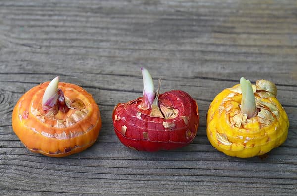 Gladiolus Bulbs - A-Z Animals