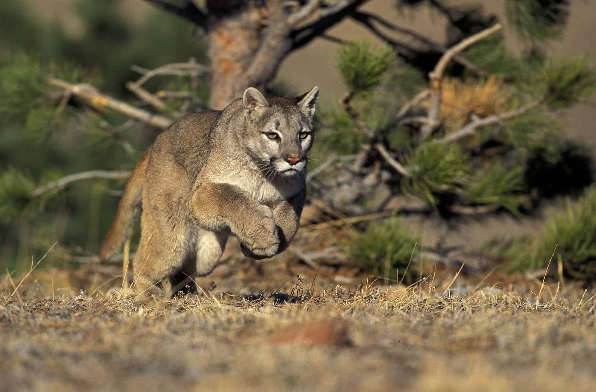 Mojave Desert - A-Z Animals