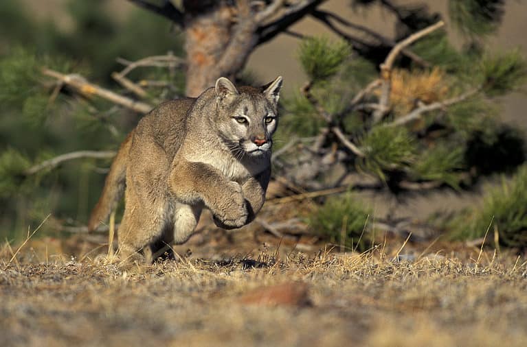 10 Interesting Facts About Pumas - A-Z Animals