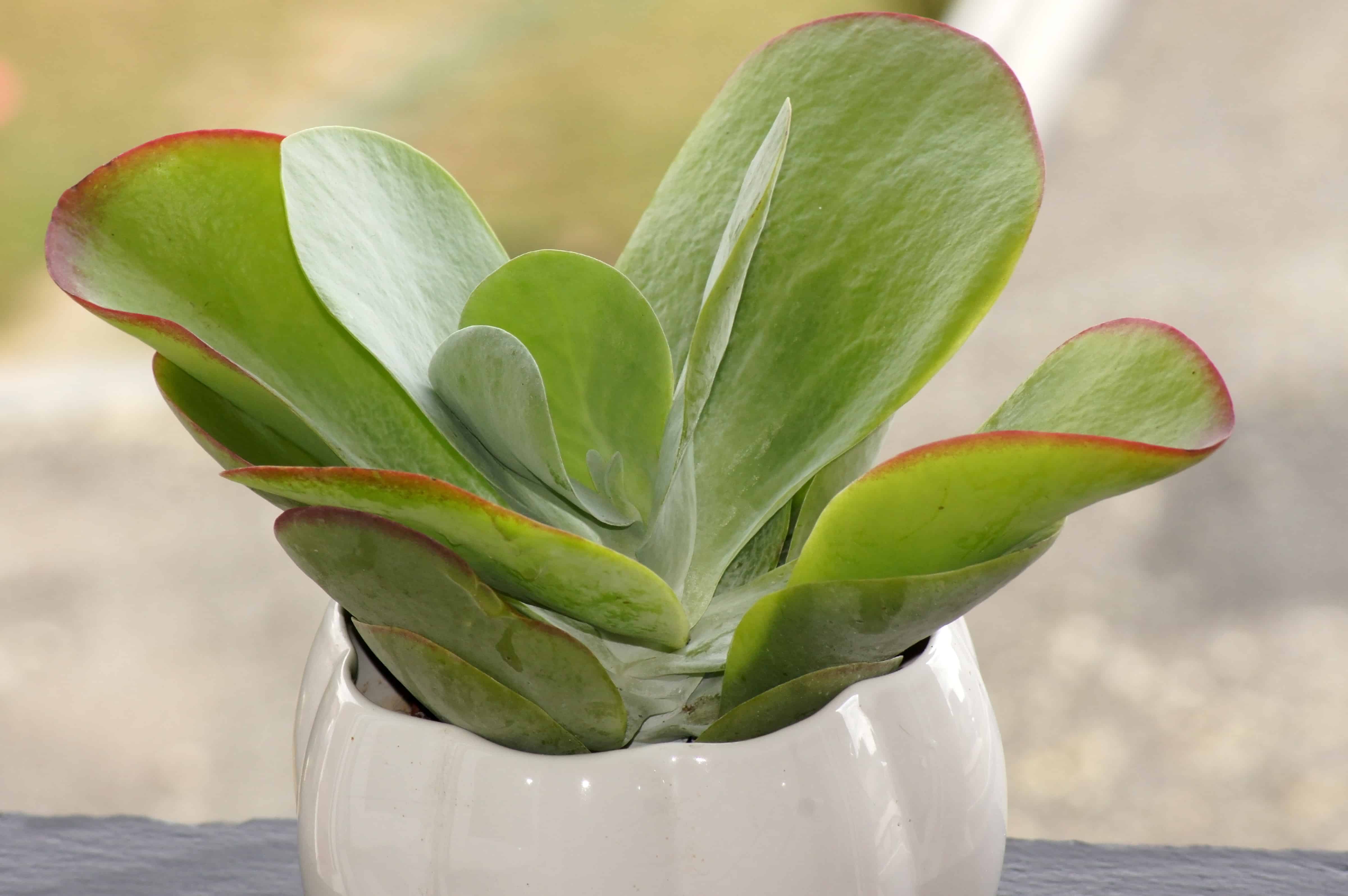Kalanchoe Vermehren Blatt