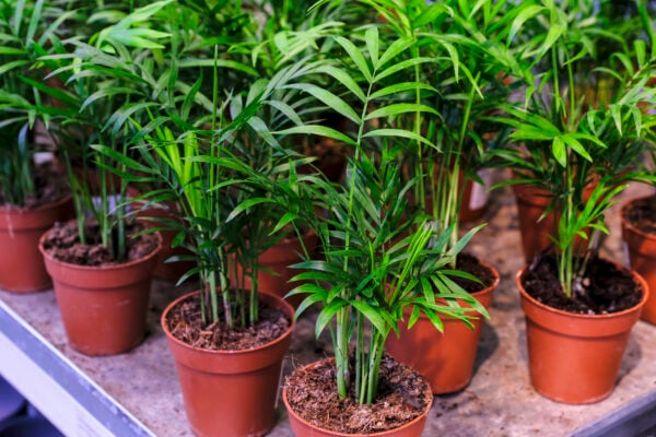 20 Palm Plants That Grow Outdoors
