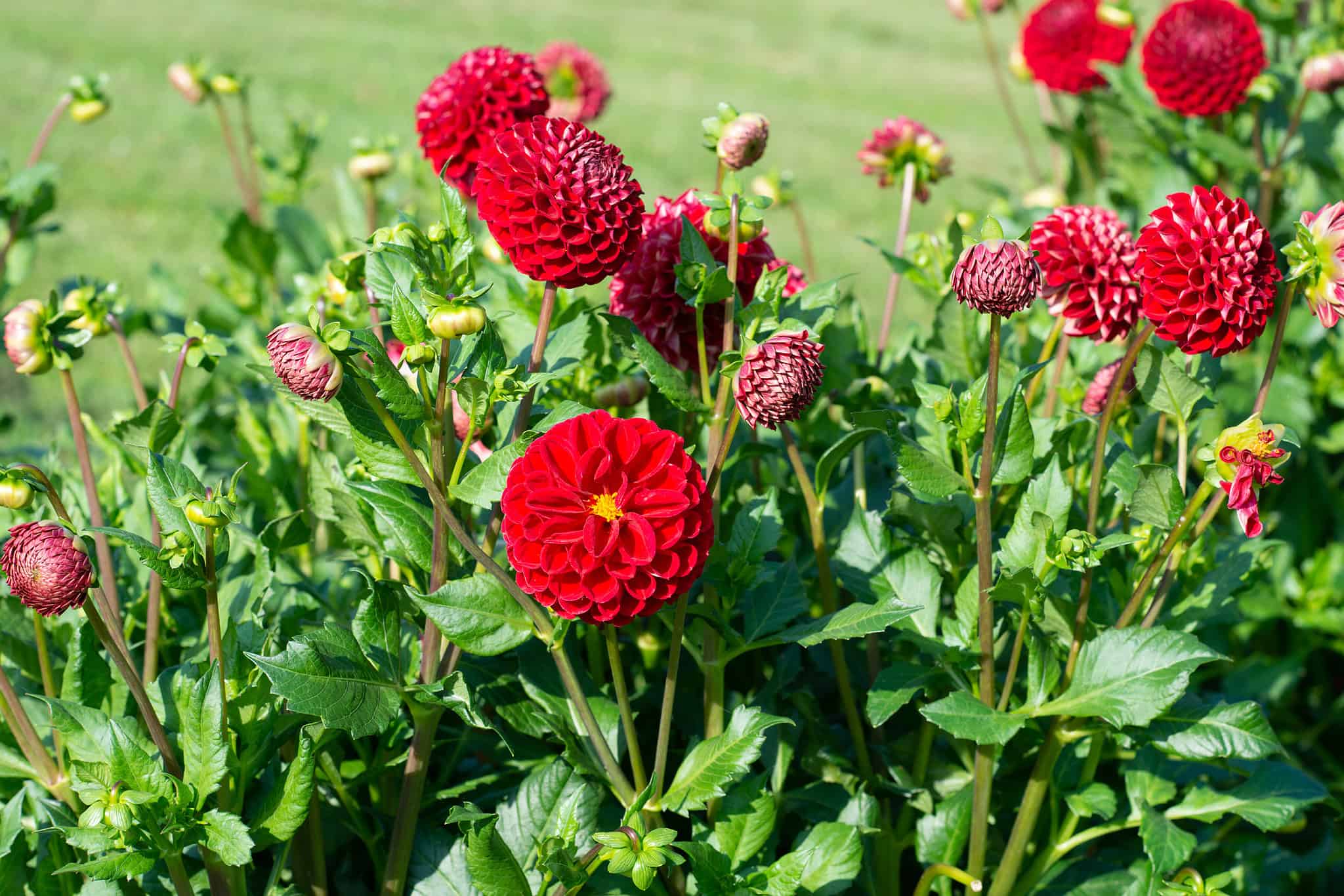 Dahlia Bulbs - A-Z Animals