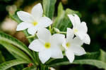 15 Gorgeous Flowers That Symbolize Forgiveness - A-Z Animals