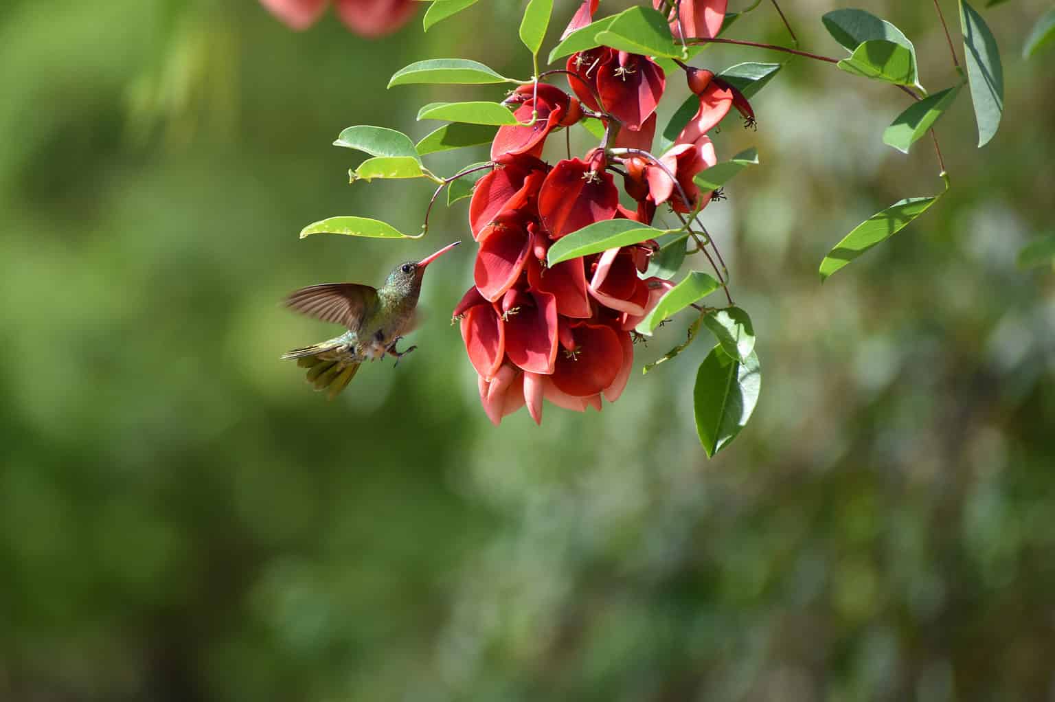 Hummingbird Bird Facts - A-Z Animals