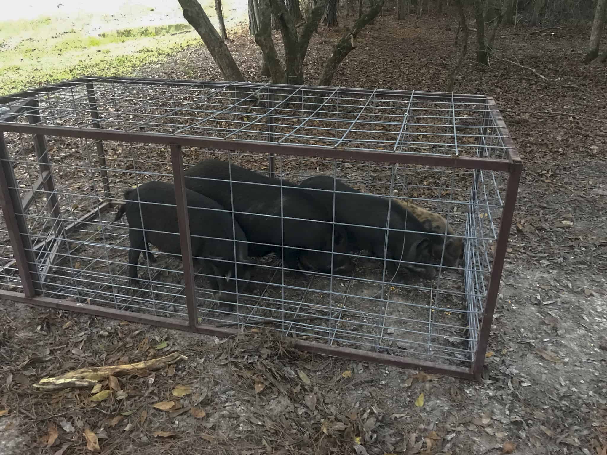 See the Incredible Footage of a Man Trapping 48 Wild Hogs in an Instant ...