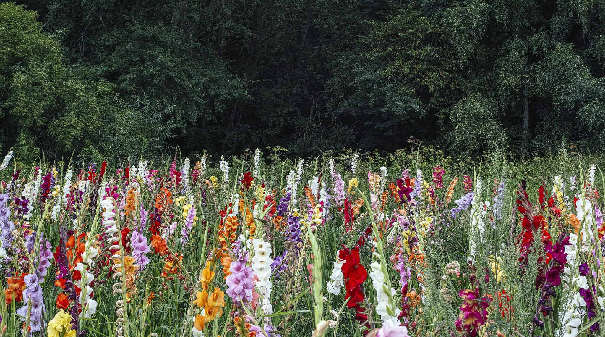 August Birth Flowers: Symbolism and Meaning of Gladiolus and Poppies ...
