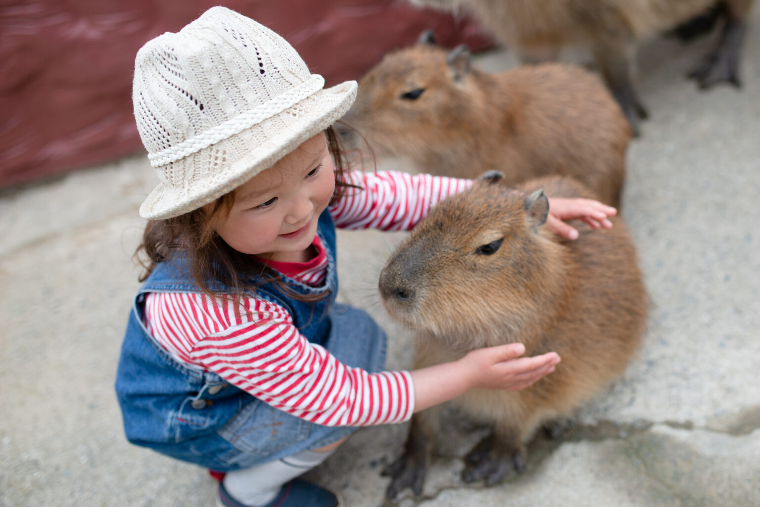Capybaras Are Sweet Animals, But Are They Good Pets? - A-Z Animals ...