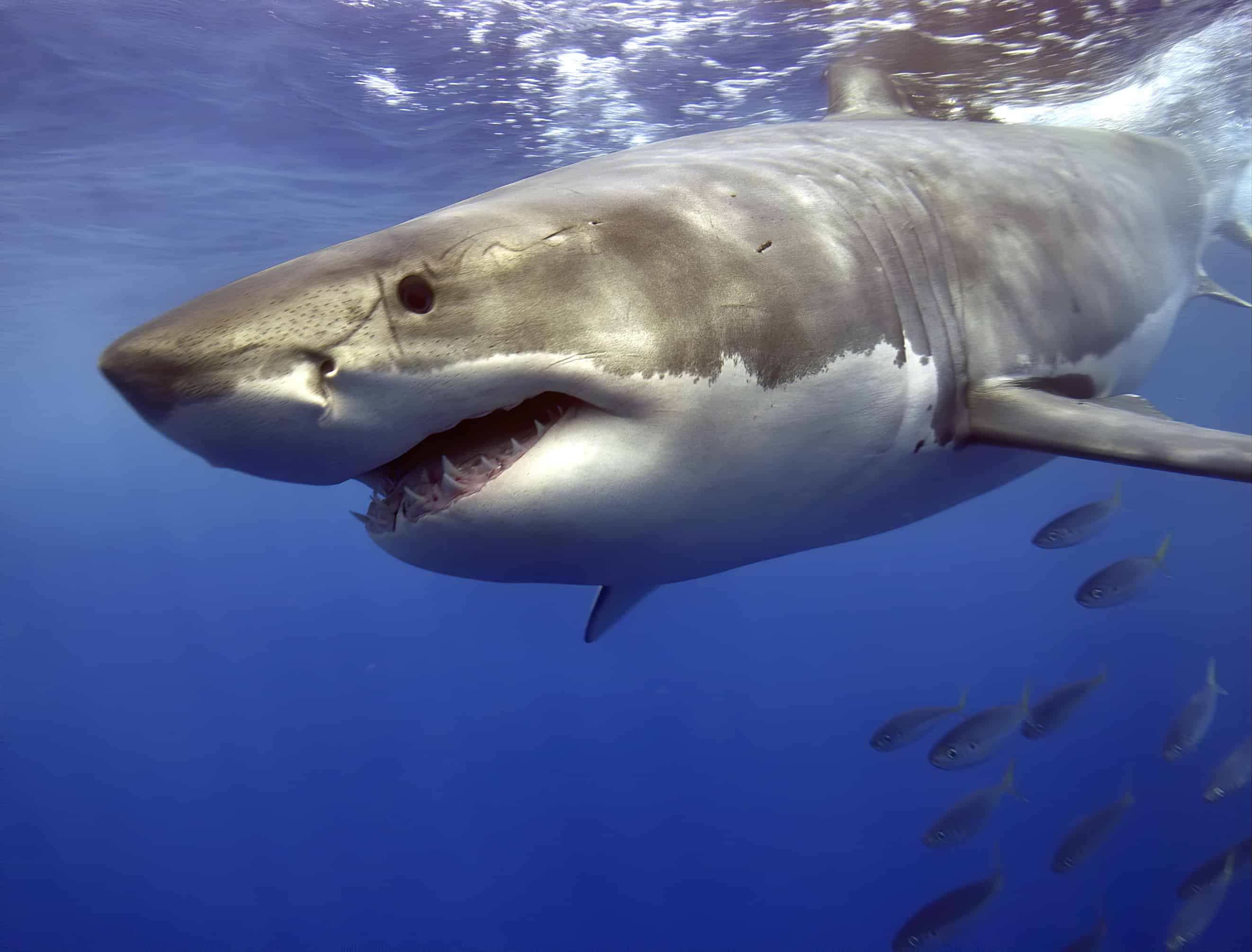 The Largest Great White Sharks Ever Found Off U.S. Waters - A-Z Animals