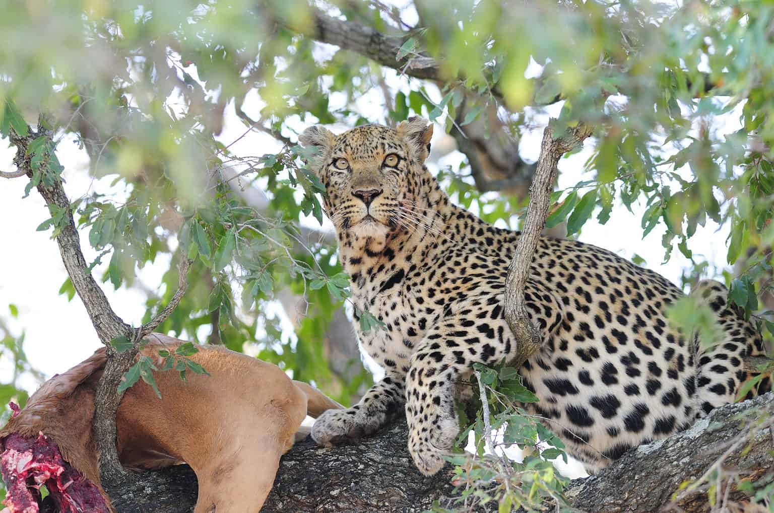 Cheetah Predators: These 4 Animals Can Kill and Eat Cheetahs - A-Z Animals