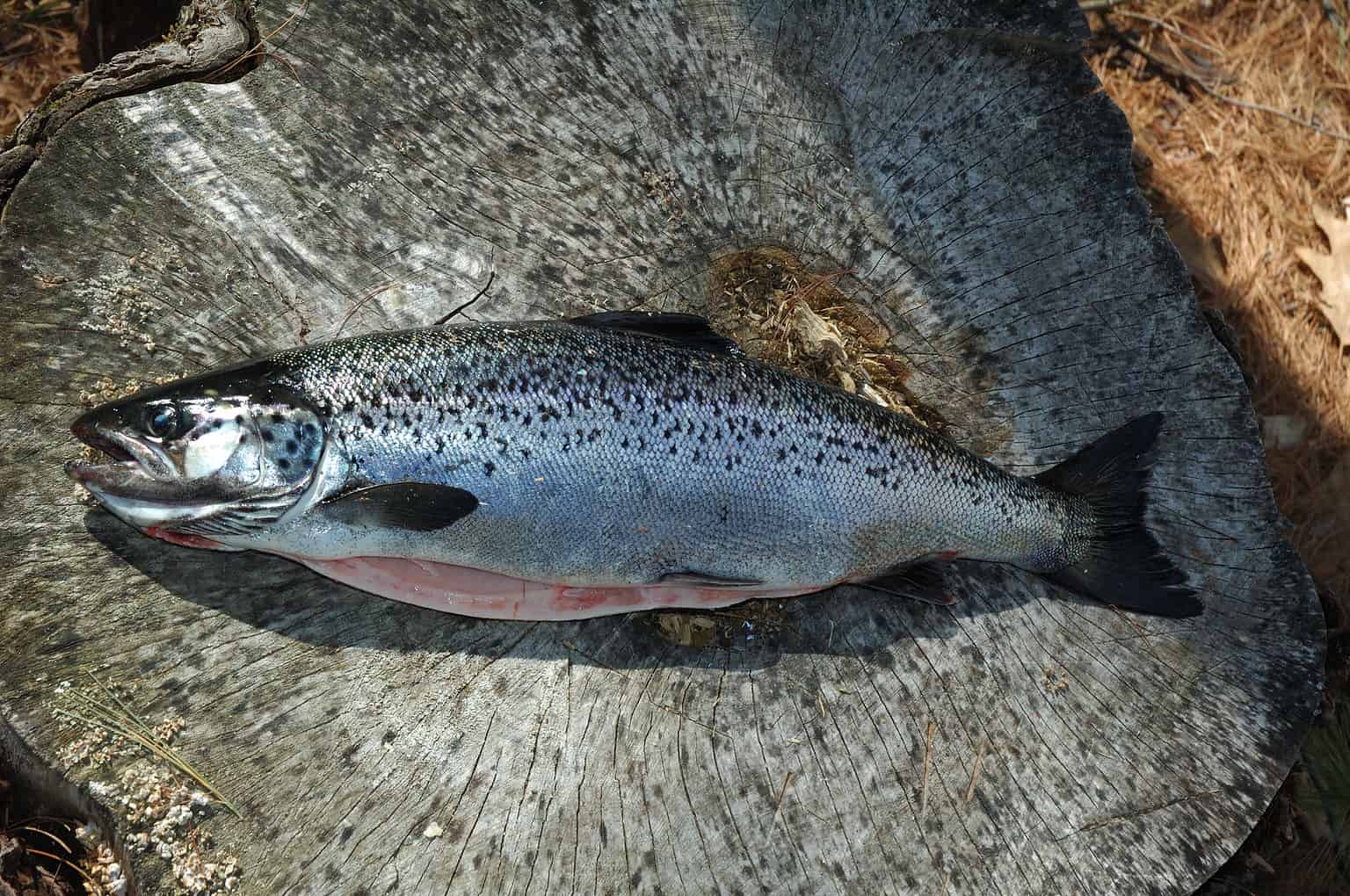 Discover the 5 Official State Animals of Maine - A-Z Animals