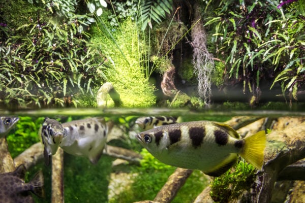 How Do Archerfish Shoot Their Prey? - A-Z Animals