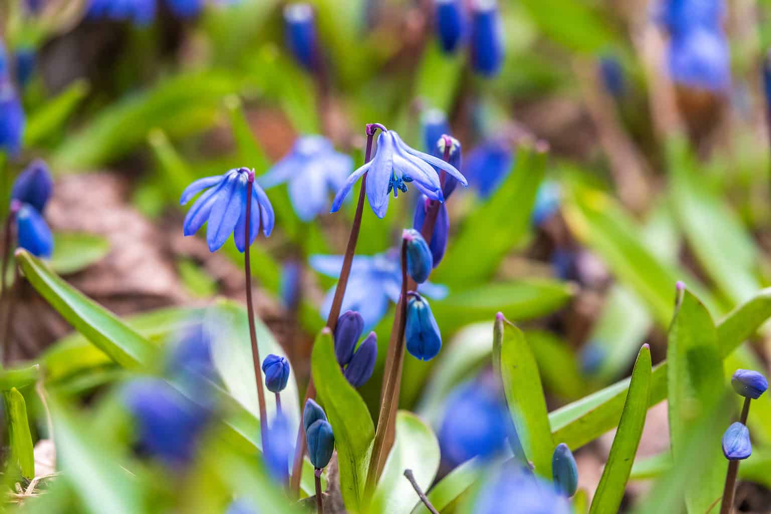 Scilla Bulbs - A-Z Animals