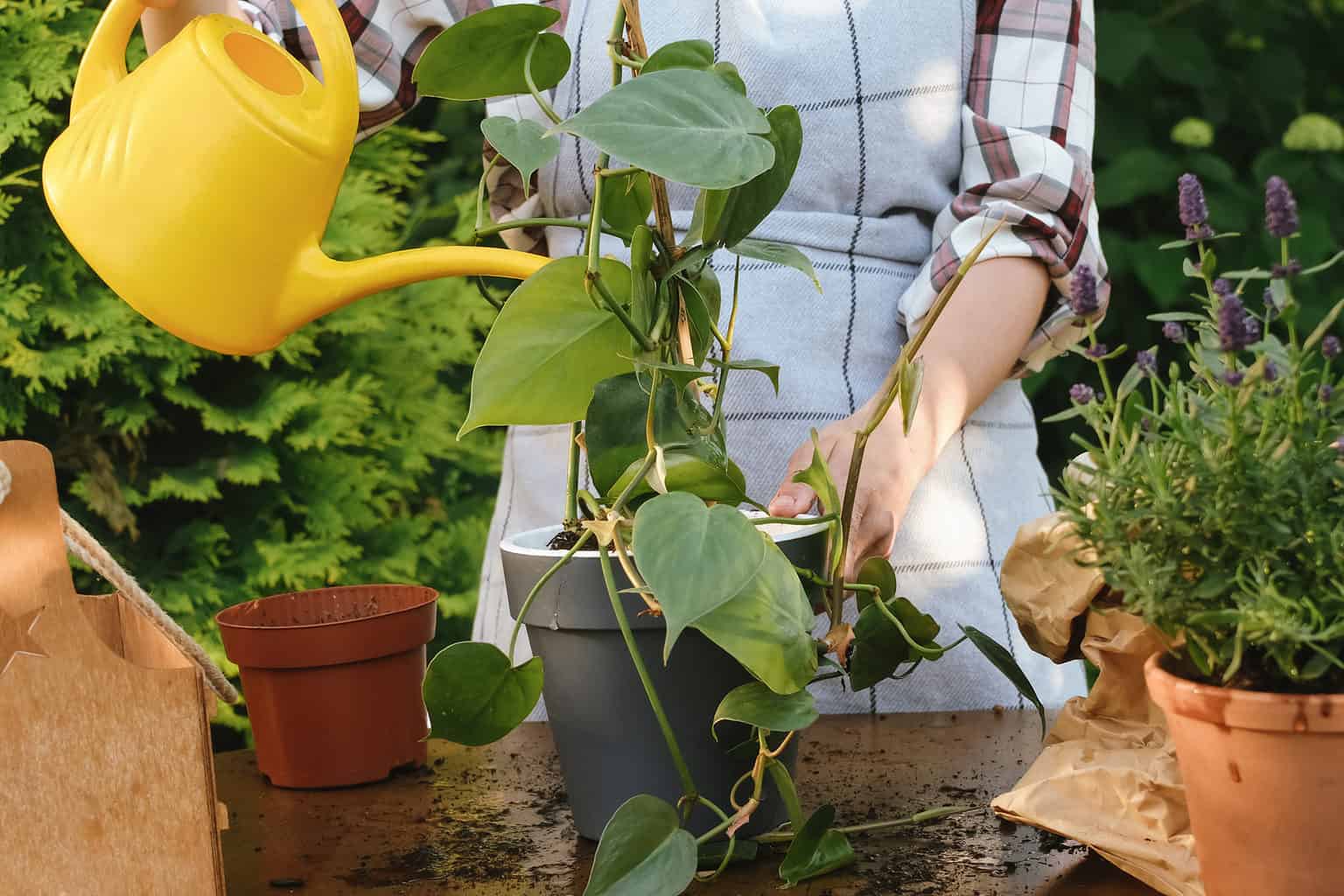 Growing Outdoor Pothos: Where to Best Plant Them and More - A-Z Animals