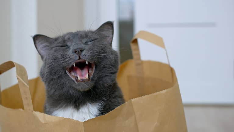 Why Your Cat Is Acting Out and How to Help Them Behave Better - A-Z Animals