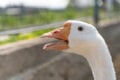 Why Geese Make Surprisingly Good Guard Animals - A-Z Animals