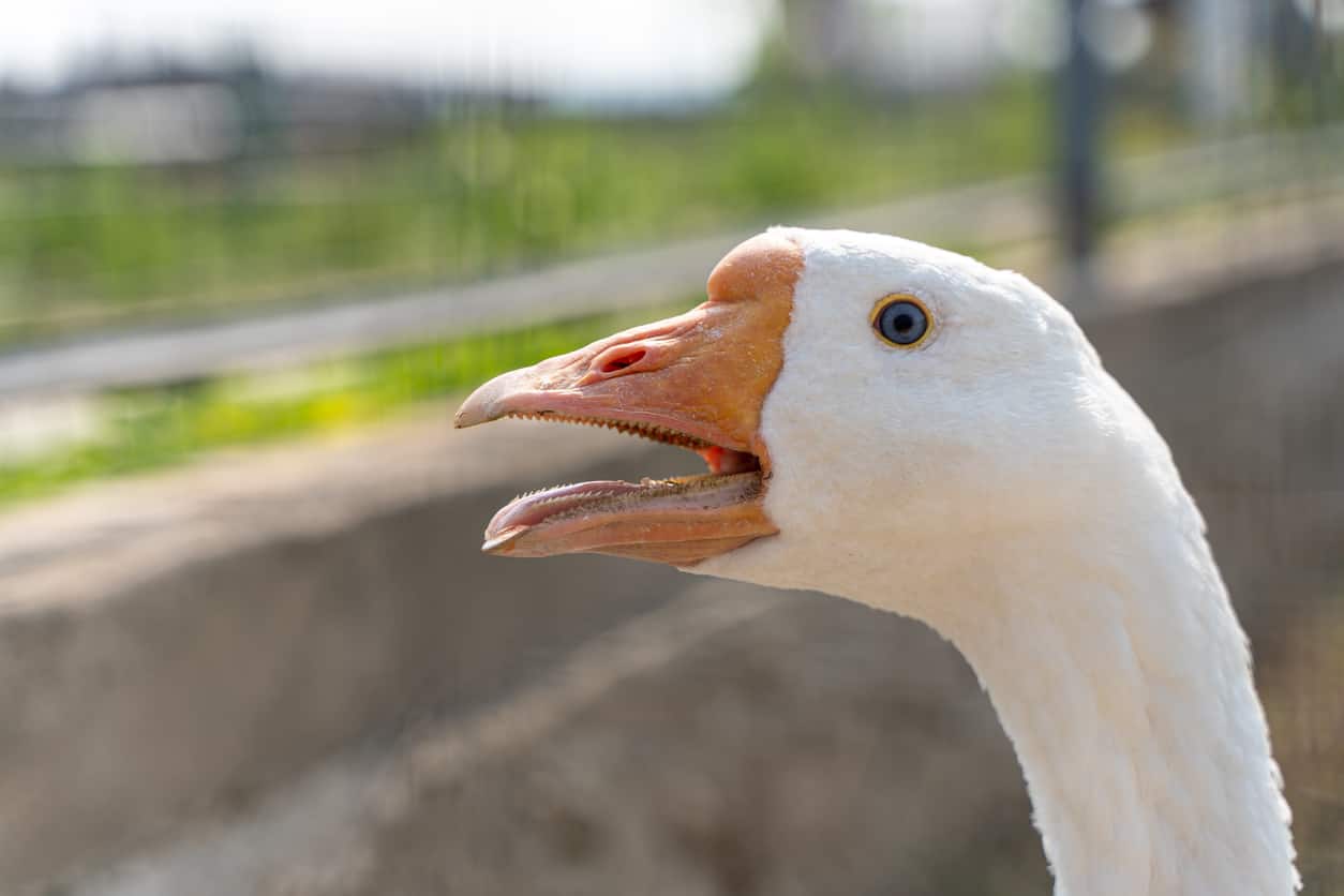 Why Geese Make Surprisingly Good Guard Animals - A-Z Animals
